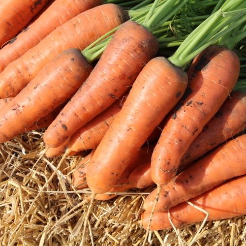 Legumicultură :: Semințe de legume :: Morcov :: Semințe de morcov Boliva F1