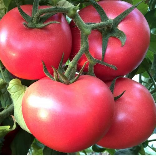 Legumicultură :: Semințe de legume :: Roșii :: Semințe de roșii Pink ...