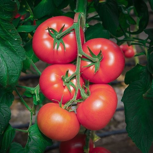 Legumicultură :: Semințe de legume :: Roșii :: Semințe de roșii Pink ...