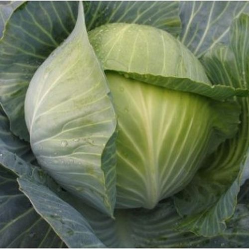 Legumicultură :: Semințe de legume :: Varză :: Semințe de varză albă ...