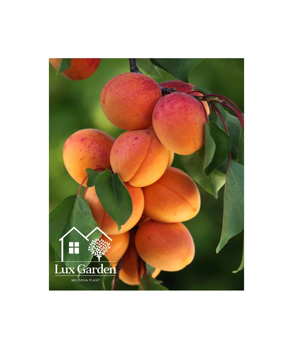 Material săditor :: Pomi fructiferi :: Cais :: Cais columnar