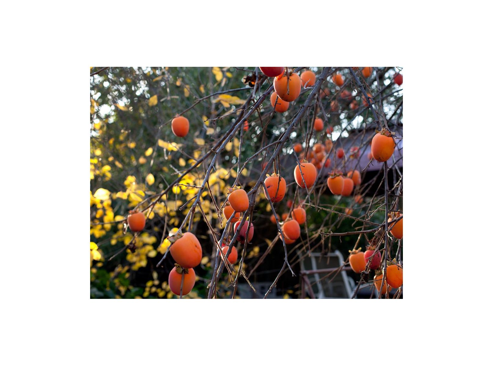 Material săditor :: Pomi fructiferi :: Kaki :: Curmal japonez