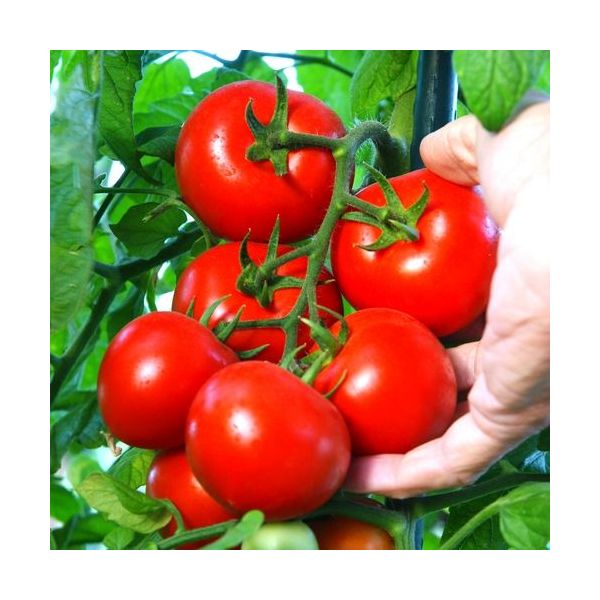 Legumicultură :: Semințe de legume :: Roșii :: Semințe de roșii Cristal ...