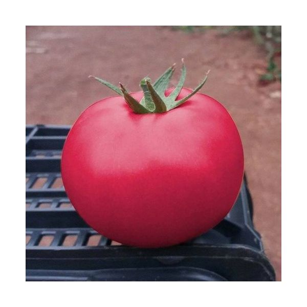 Legumicultură :: Semințe de legume :: Roșii :: Semințe de roșii Pink ...