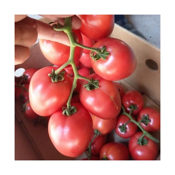 Legumicultură :: Semințe de legume :: Roșii :: Semințe de roșii Kongo ...