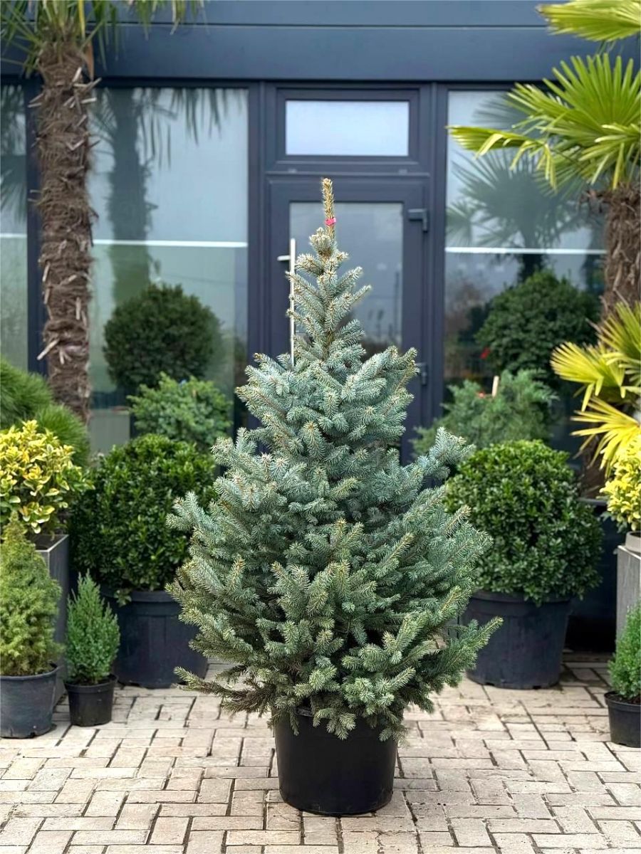 Plante decorative :: Brazi naturali :: Molid argintiu Super Blue